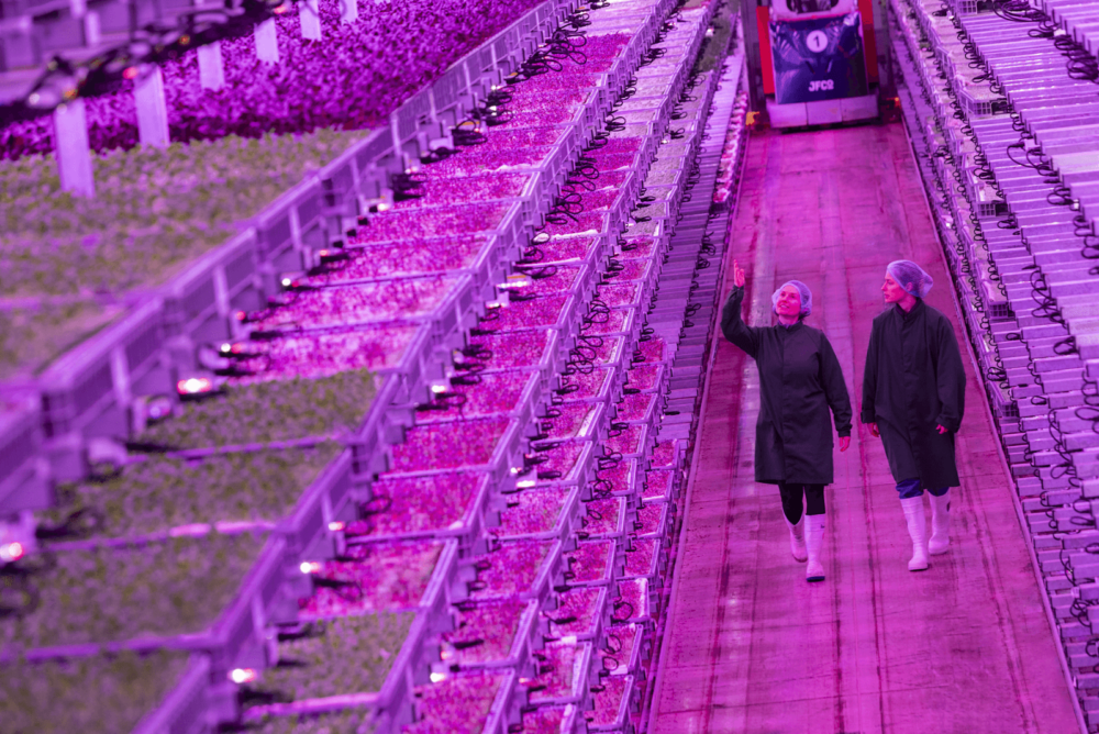 Jones Food Company (JFC) opens world's most advanced vertical farm in UK