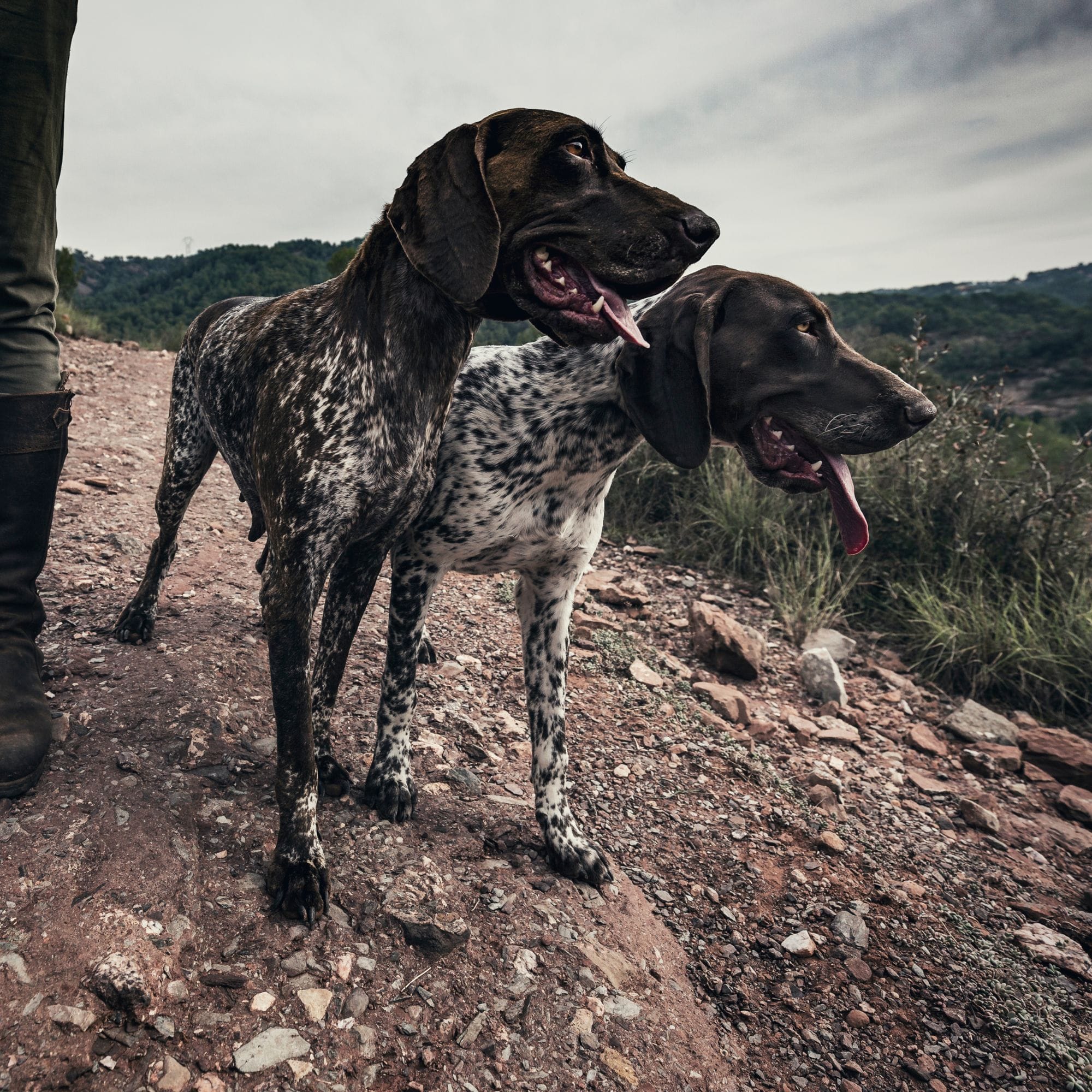 Walker & Drake launches new working dog recipe to fuel the canine workforce