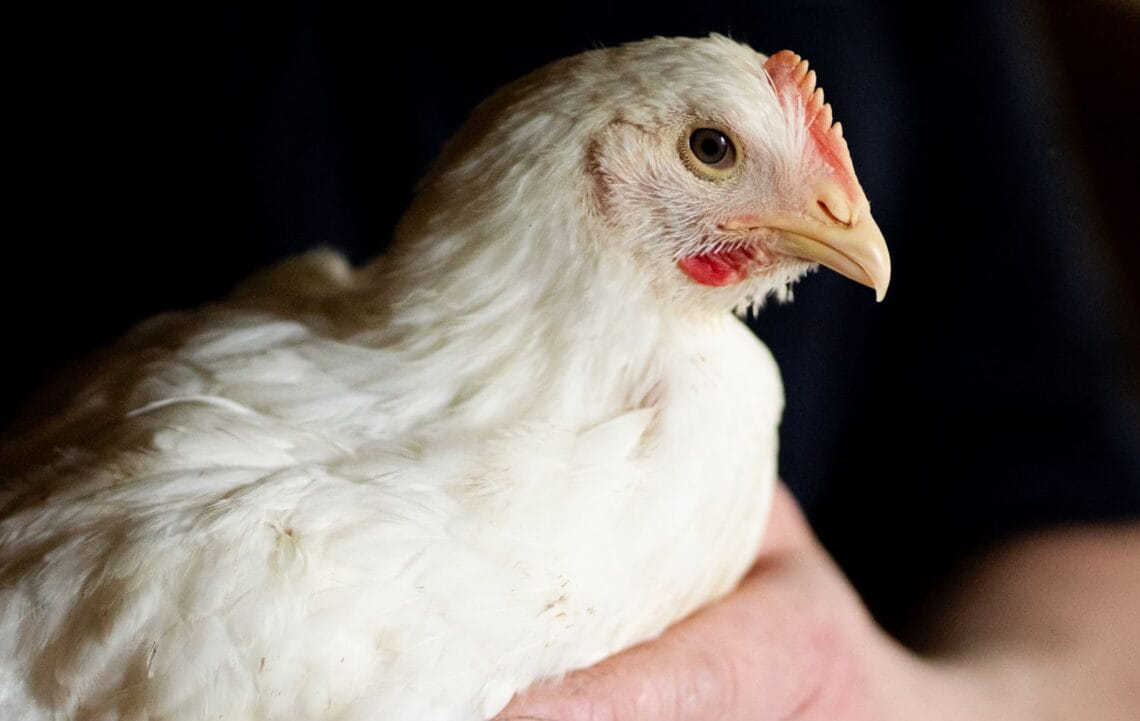 Waitrose sets new benchmark for better chicken welfare standards