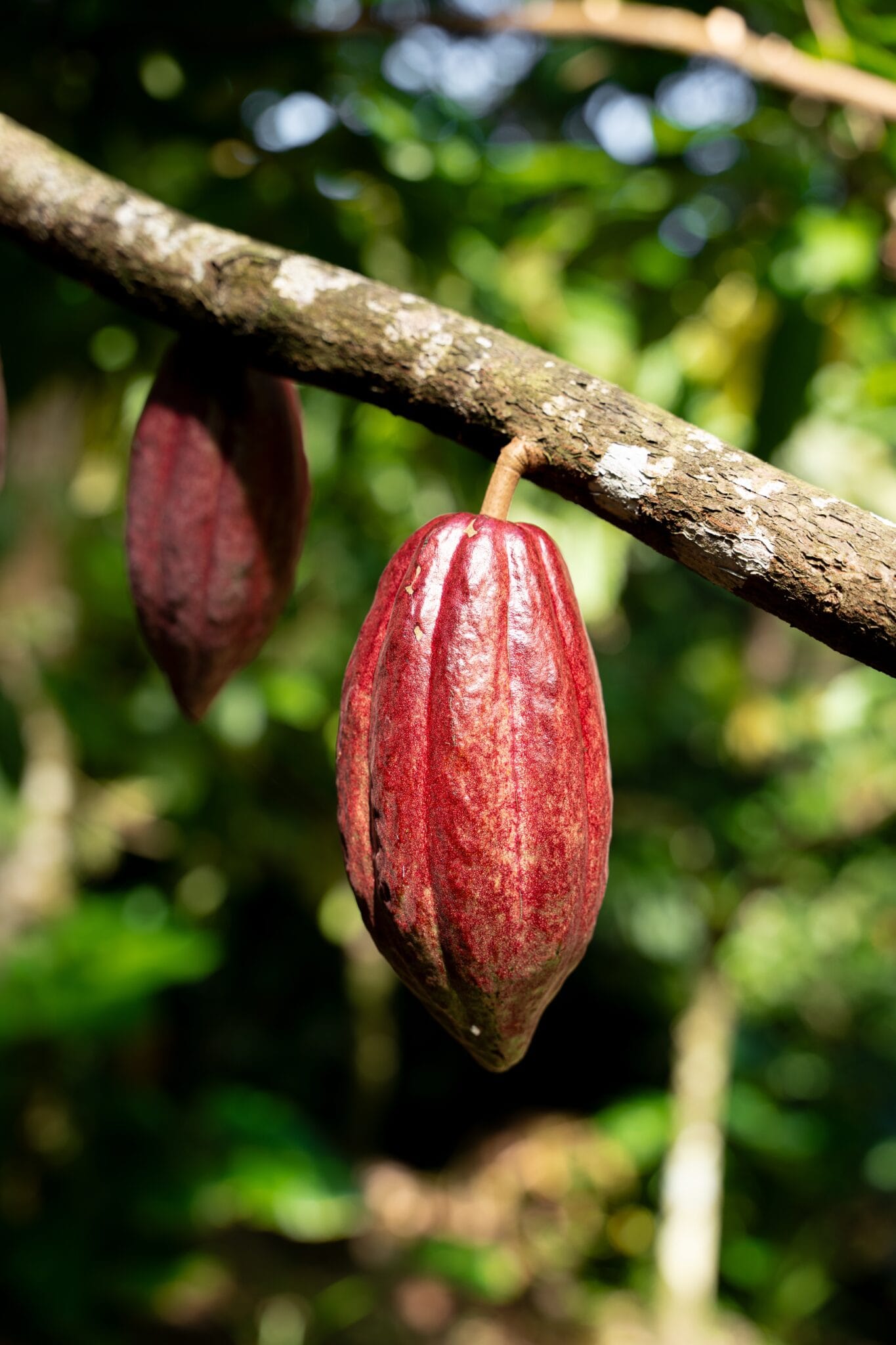 Hotel Chocolat highlights sustainable mission for satisfying chocolate